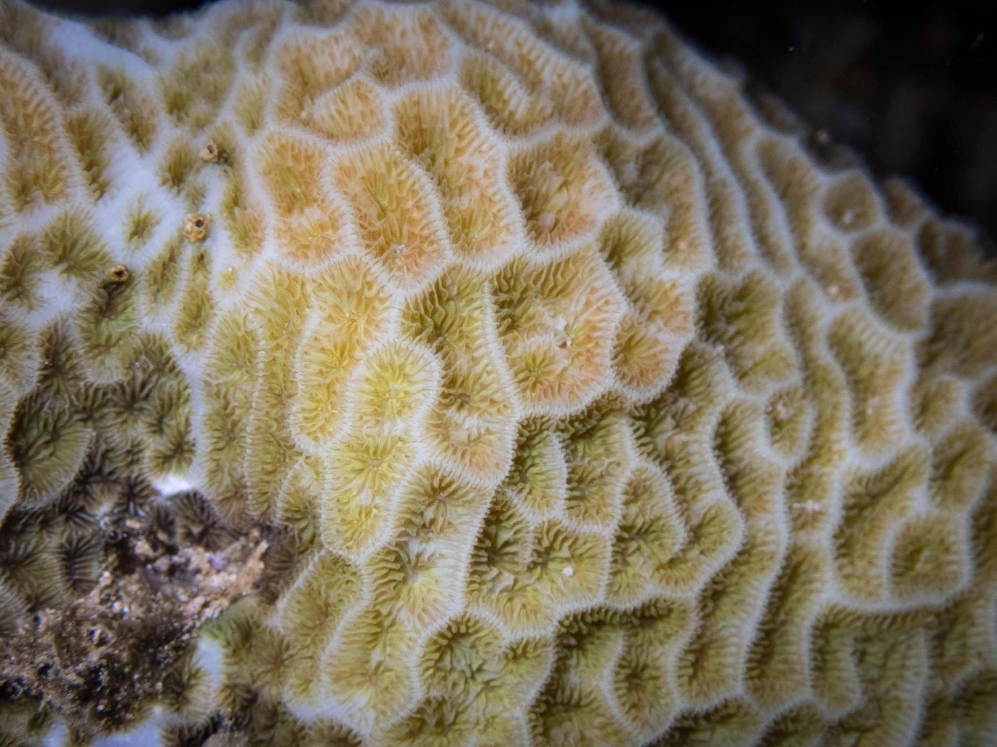 Pavona venosa (Ehrenberg, 1834)