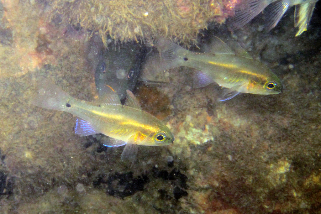 Sangi Cardinalfish (Fibramia thermalis) - Marine Life Identification