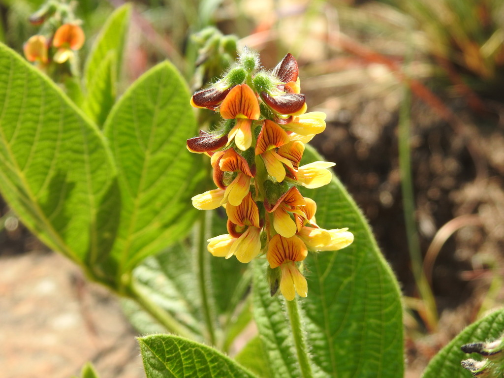 Heartleaf Eriosema from Linksfield Ridge, Johannesburg, South Africa on ...