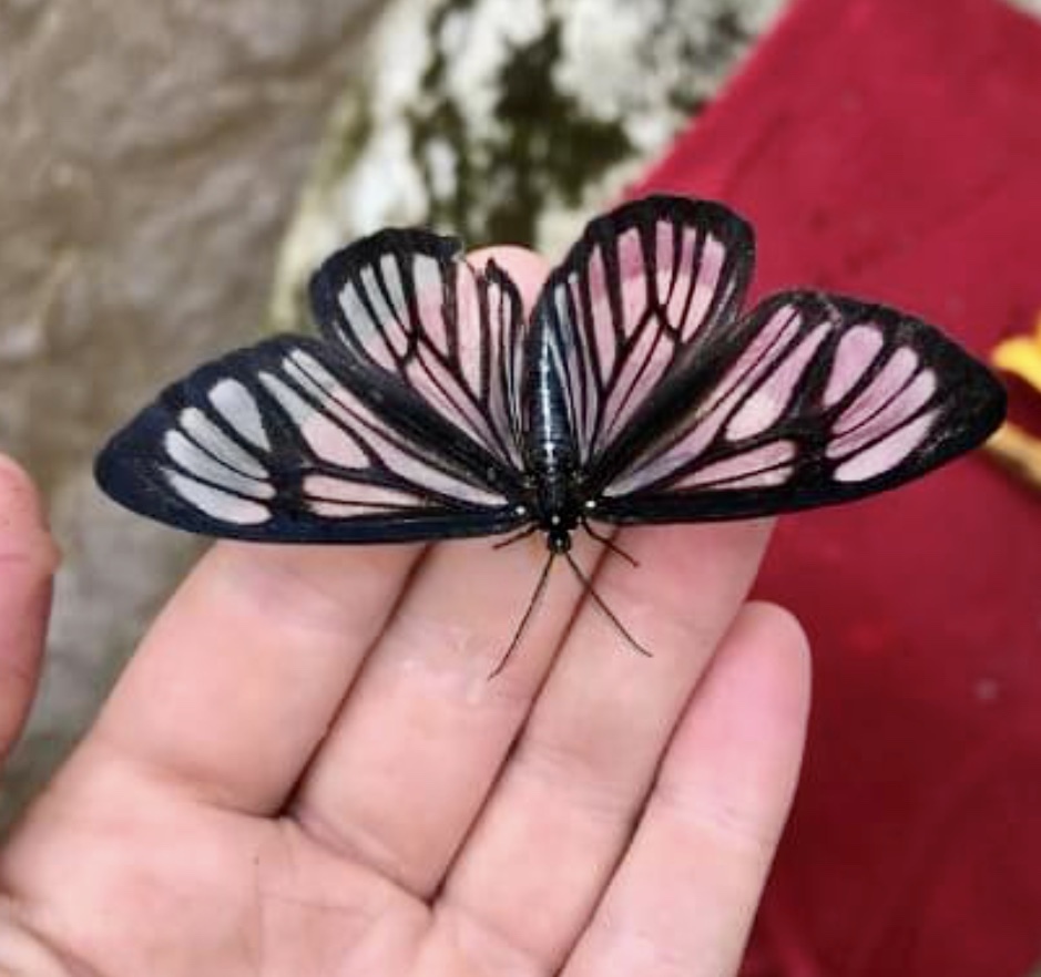 Police Car Moth on October 30, 2020 at 07:55 PM by kjorc65 · iNaturalist