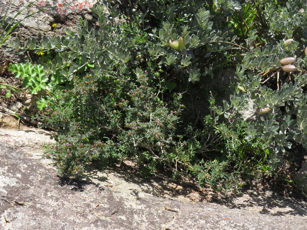 Saldanha Pennypea (Wiborgiella dahlgrenii) - Botanical Realm