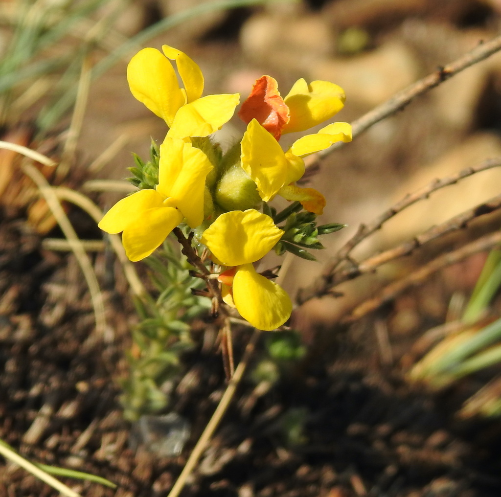(Pearsonia sessilifolia sessilifolia) - Botanical Realm