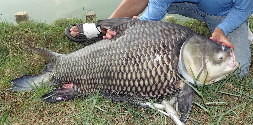 Giant Barb (Catlocarpio siamensis) - Marine Life Identification