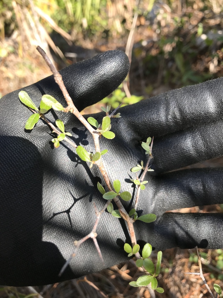 Everglades bully in February 2019 by Benjamin Durrington · iNaturalist