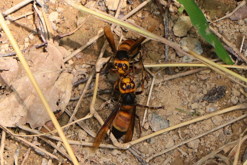 Vespa soror from 香港鳳園 on 31 de outubro de 2020 at 01:01 PM by Eric Tang ...