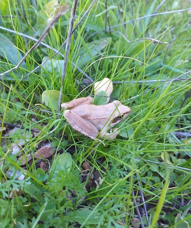 Agile Frog from Lunxhëri, Albania on October 31, 2020 at 02:35 PM by ...