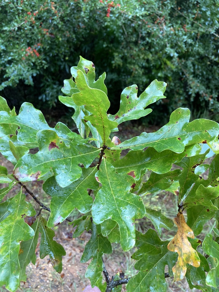 (Quercus austrina) - Botanical Realm
