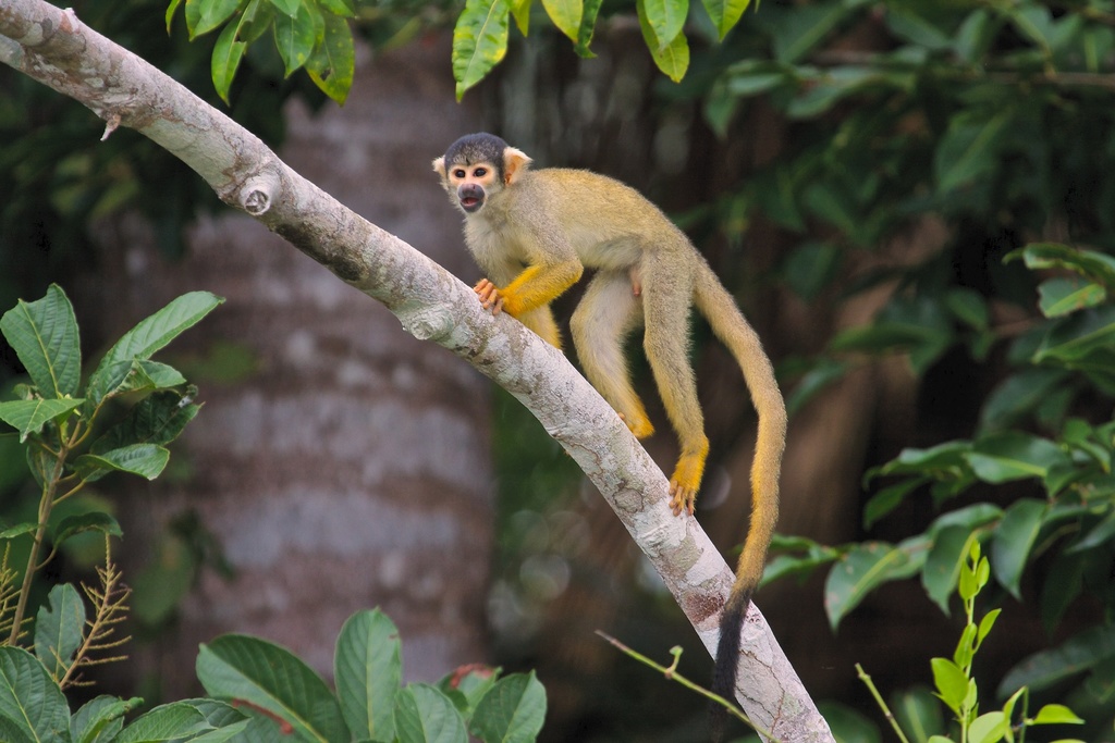 Saimiri boliviensis (PRIMATES-BRAZIL) · iNaturalist