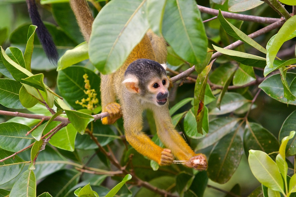 Black-capped Squirrel Monkey (Saimiri boliviensis) - Know Your Mammals
