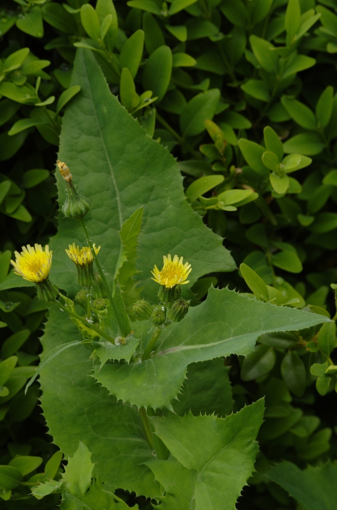 Common sow thistle (Plants of Overton Park's Old Forest, Memphis, TN ...
