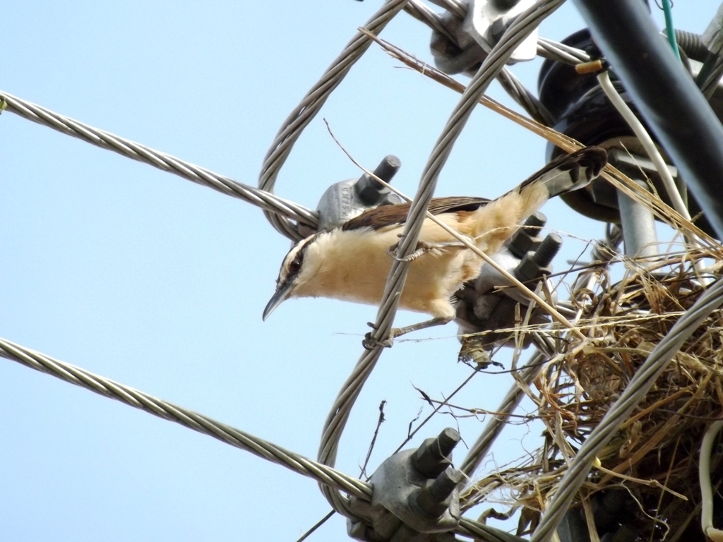 Bicolored Wren from Siquisay, Trujillo, Venezuela on December 28, 2019 ...