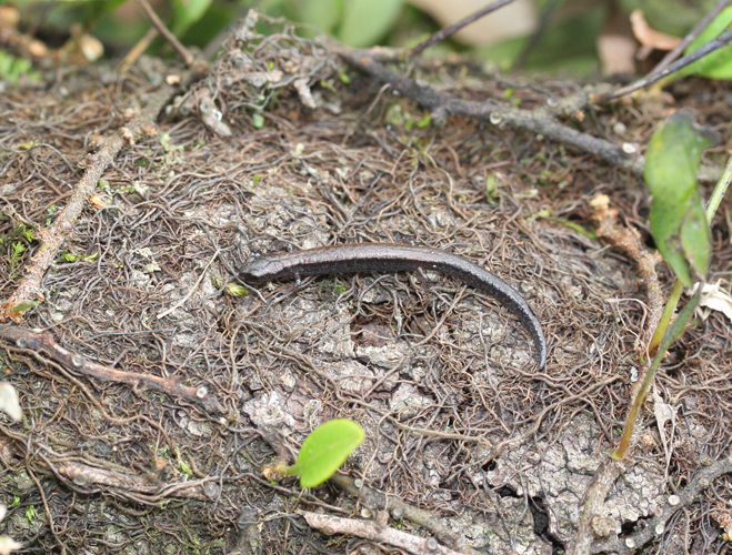 Salamandra pigmea de Acultzingo (anfibios de ver) · iNaturalist