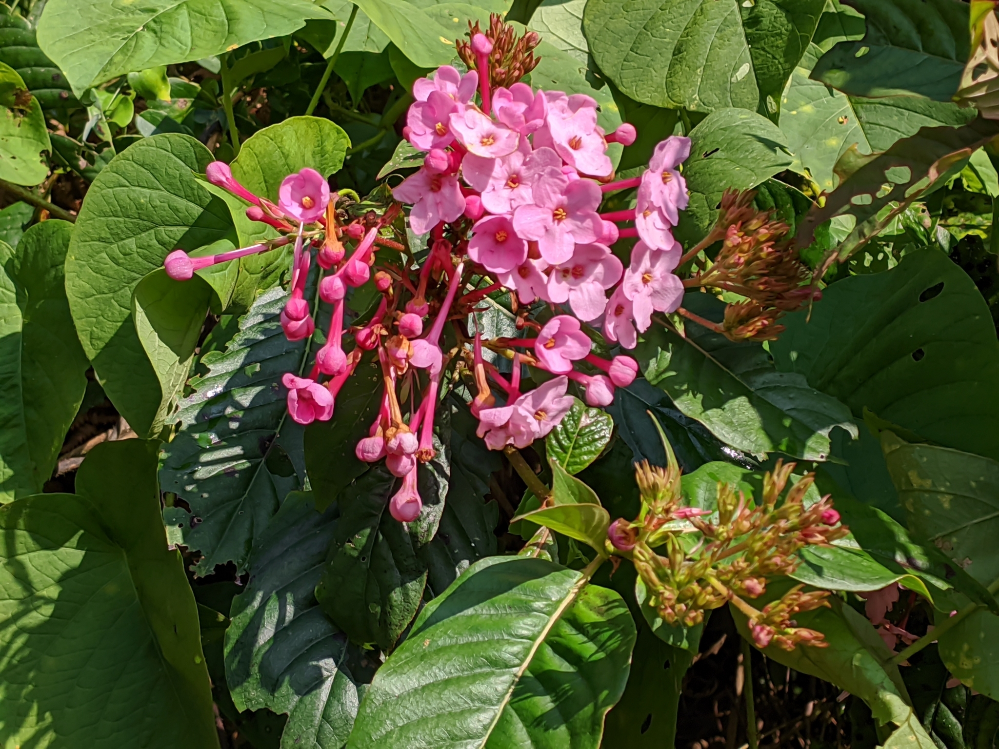 Luculia gratissima (Wall.) Sweet