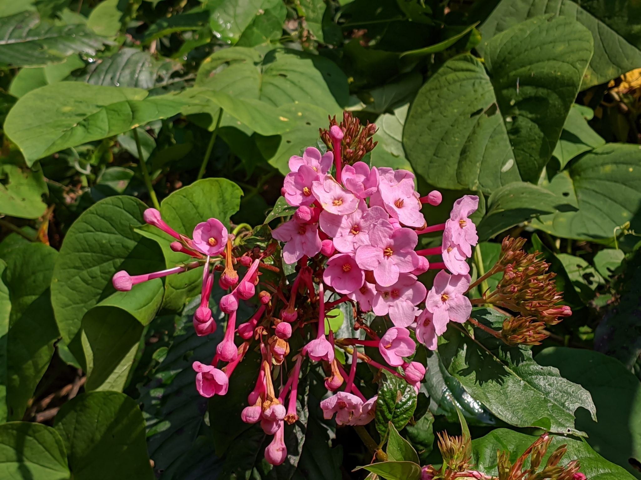Luculia gratissima (Wall.) Sweet