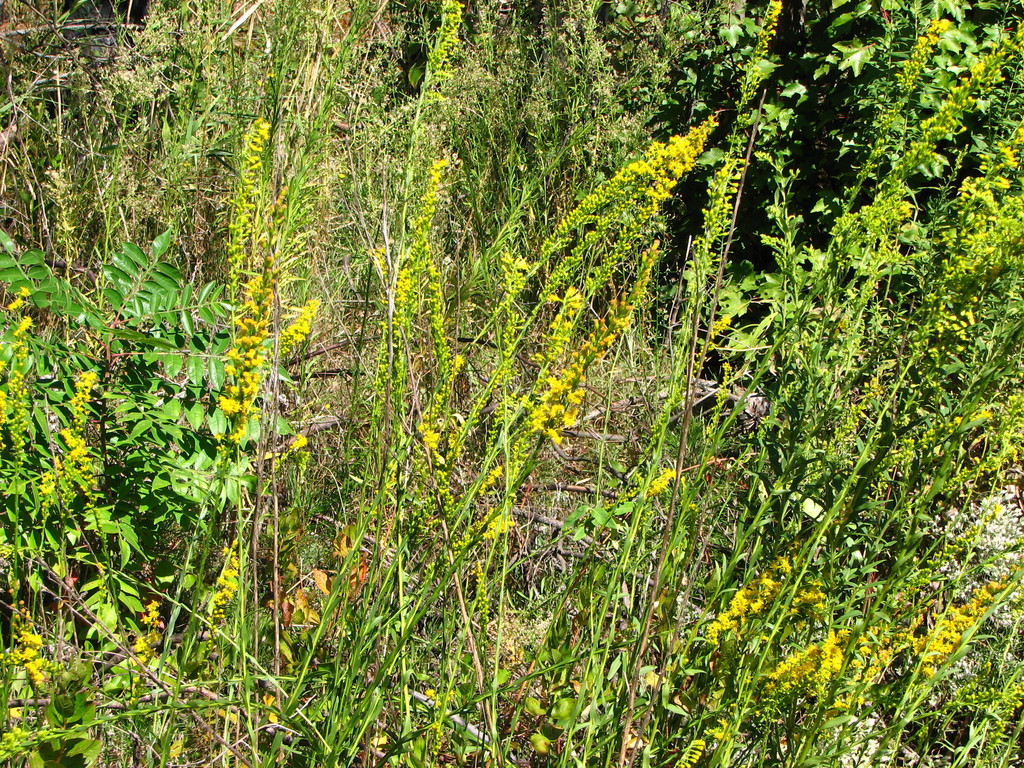 Pine Barren Bog Goldenrod from Hammonton, New Jersey, United States on ...