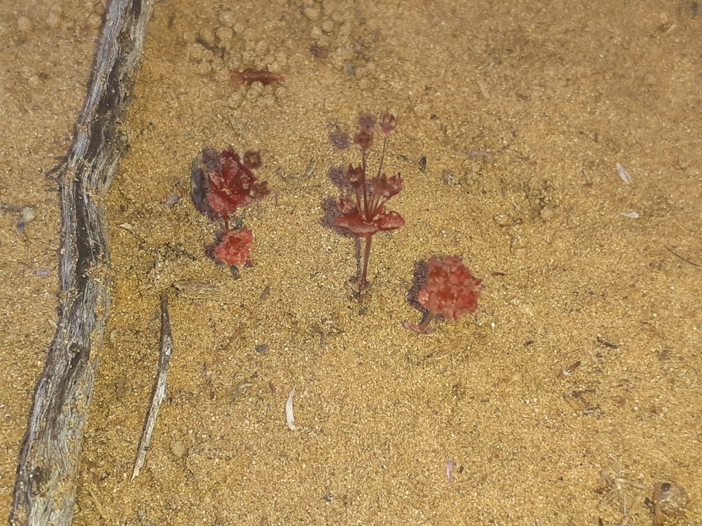 Mini Stonecrop from Namakwa, ZA-NC, ZA on October 22, 2020 at 01:28 PM ...