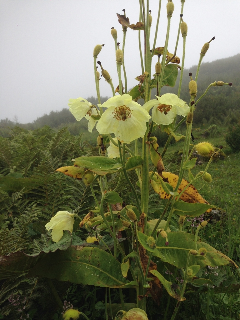 Asiatic poppies (Papaveraceae (Poppies) of the Pacific Northwest ...