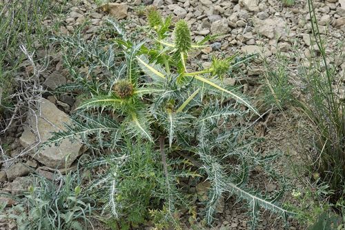 Gundelia aragatsi · iNaturalist