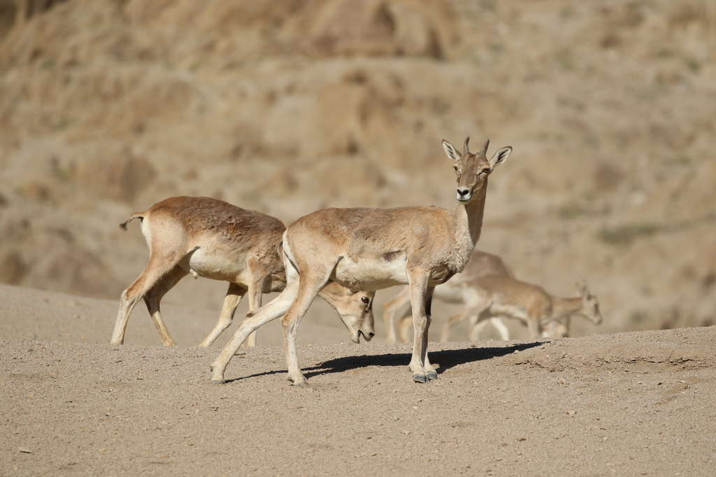 Ladakh Urial (Ovis vignei vignei) - Know Your Mammals