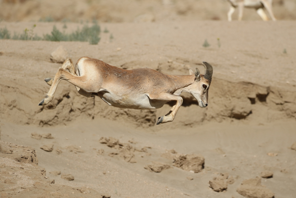 Ladakh Urial (Ovis vignei vignei) - Know Your Mammals