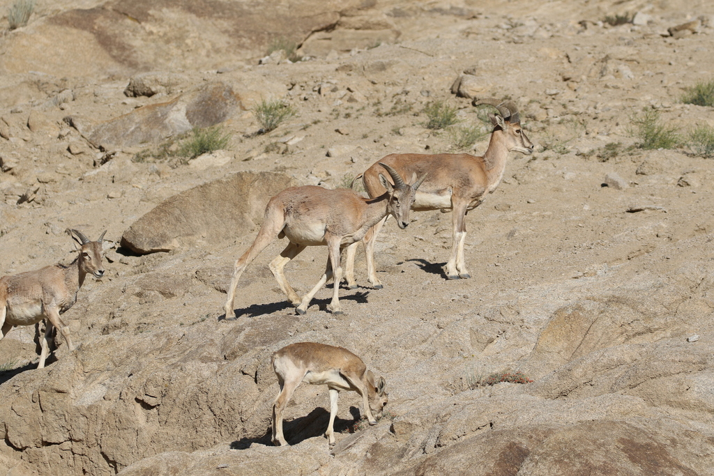 Urial (Ovis vignei) - Know Your Mammals