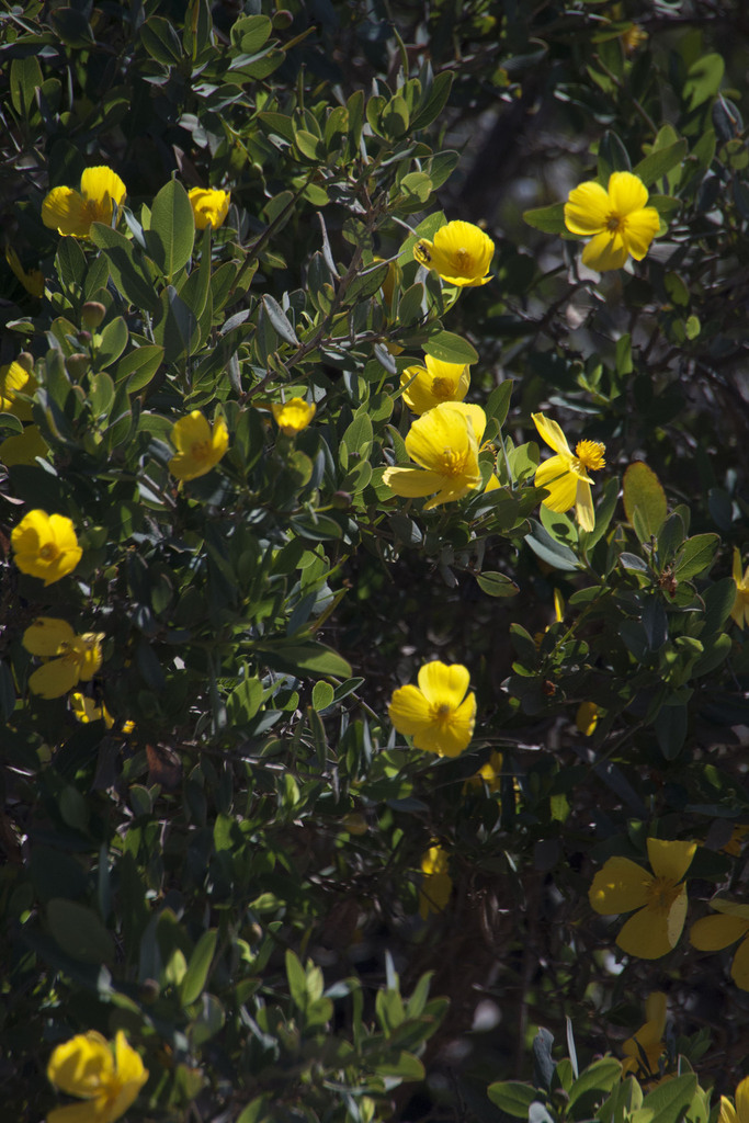 Channel Islands Tree Poppy (Poppies of California) · iNaturalist
