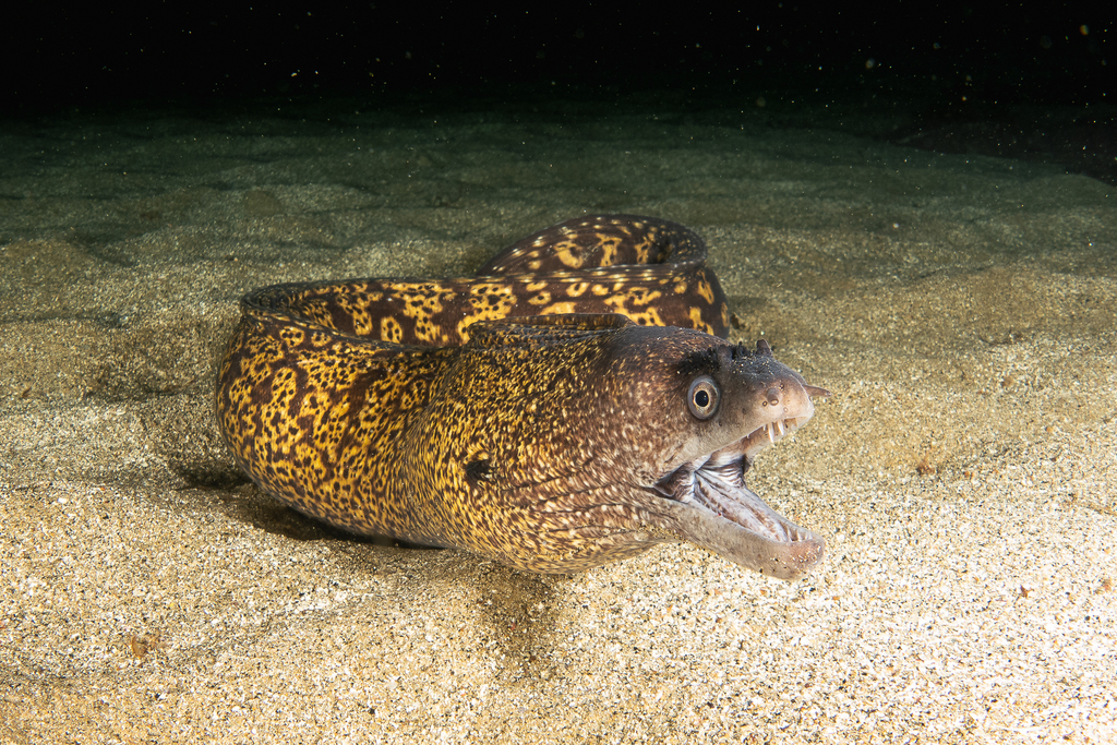 Mediterranean Moray (Muraena helena) - Marine Life Identification