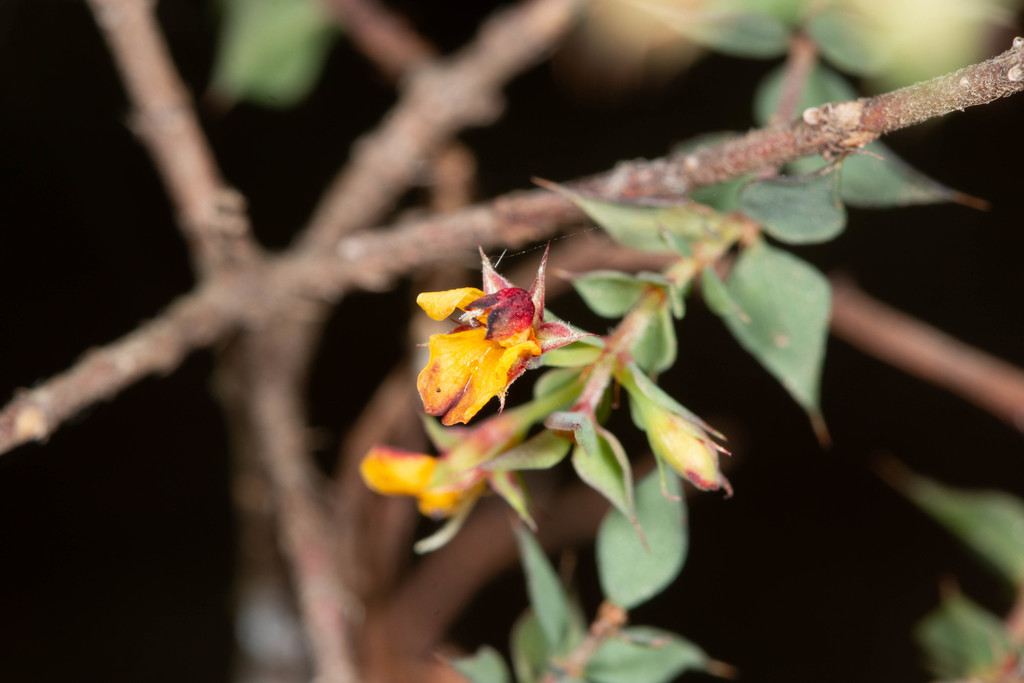 Pultenaea spinosa from Brisbane QLD, Australia on October 11, 2020 at ...