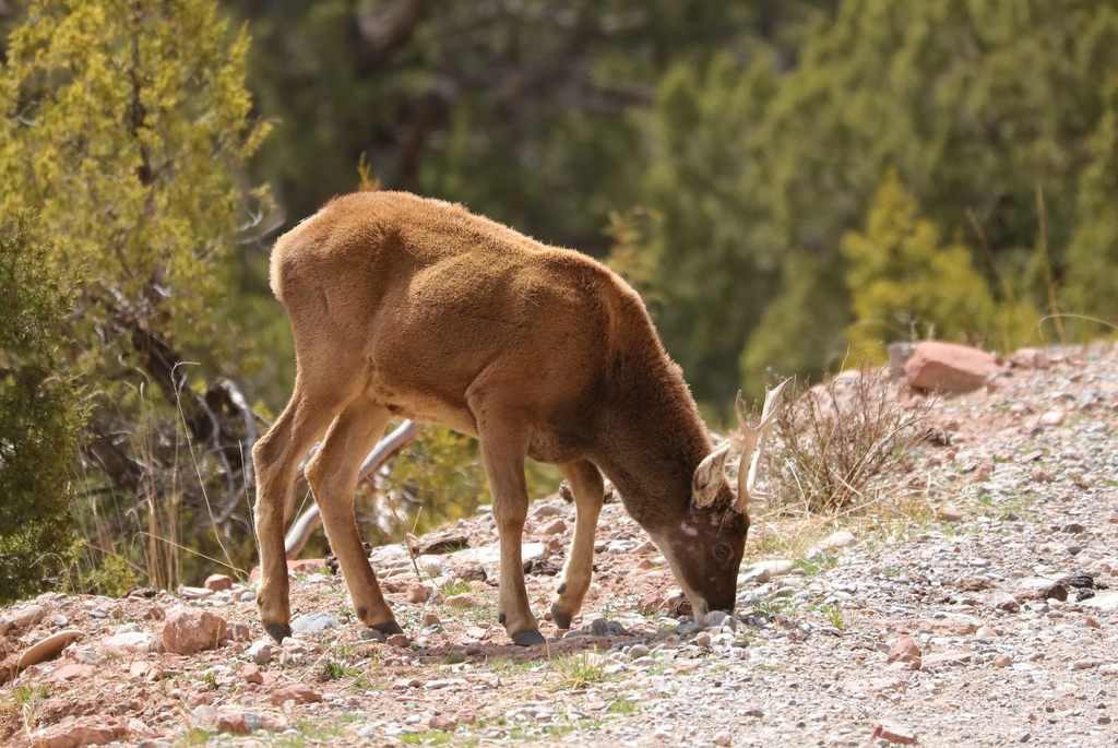 White-lipped Deer (Cervus albirostris) - Know Your Mammals