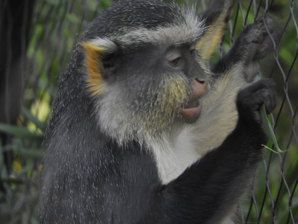 Wolf's Monkey (Cercopithecus wolfi) - Know Your Mammals