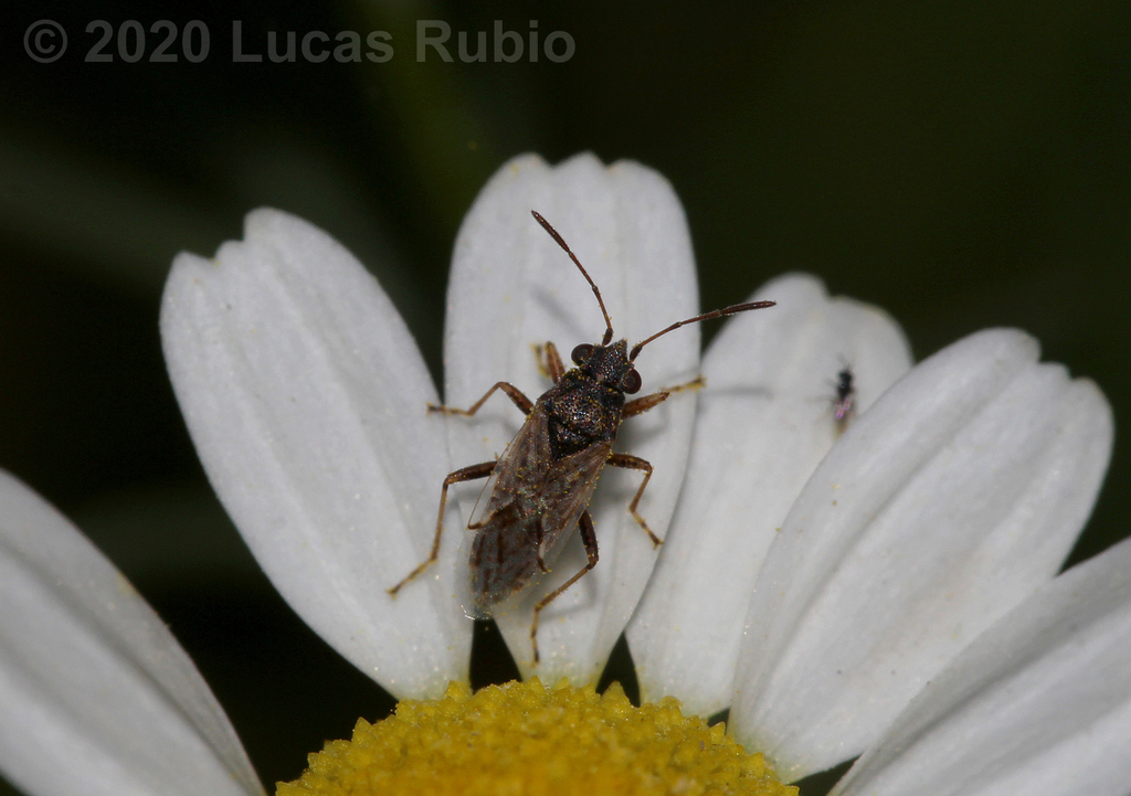 Nysius simulans from Ingeniero Maschwitz, Provincia de Buenos Aires ...