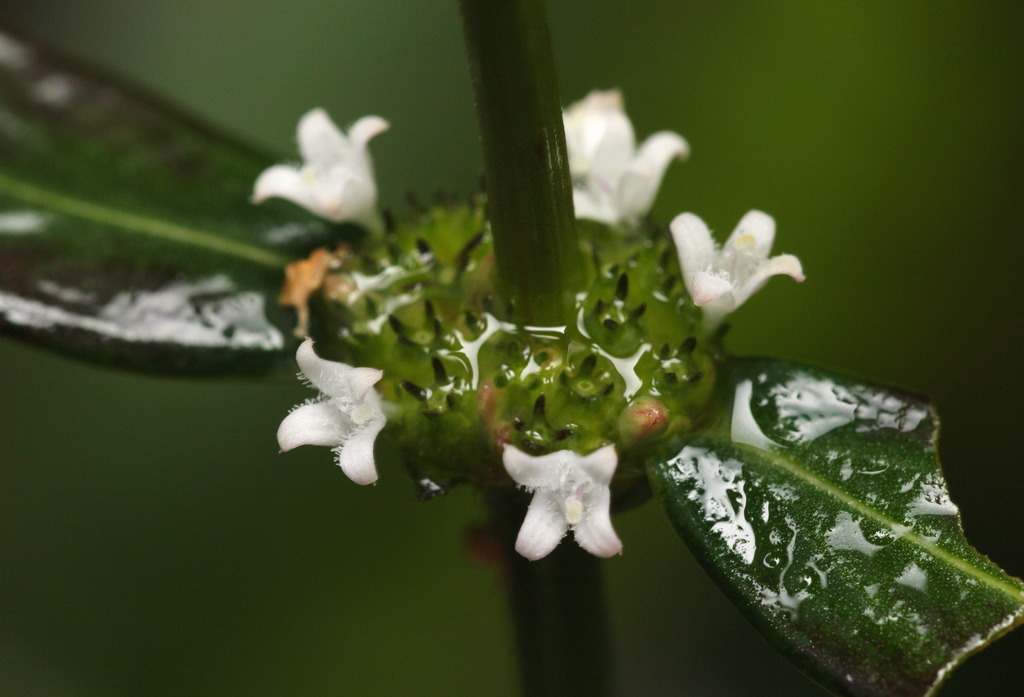 Woodland false buttonweed (Native plants of Montserrat) · iNaturalist