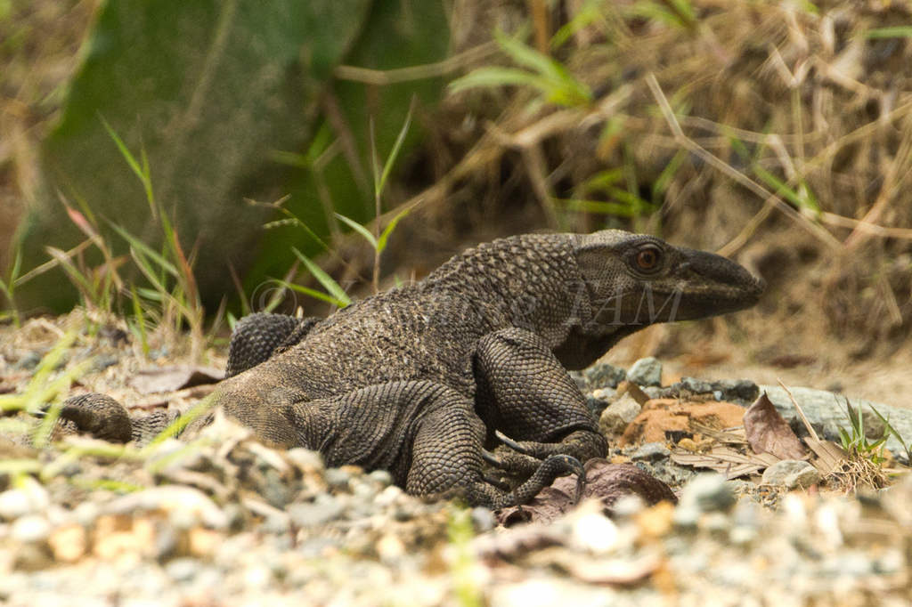 Roughneck Monitor in August 2017 by Yu Ching Tam · iNaturalist