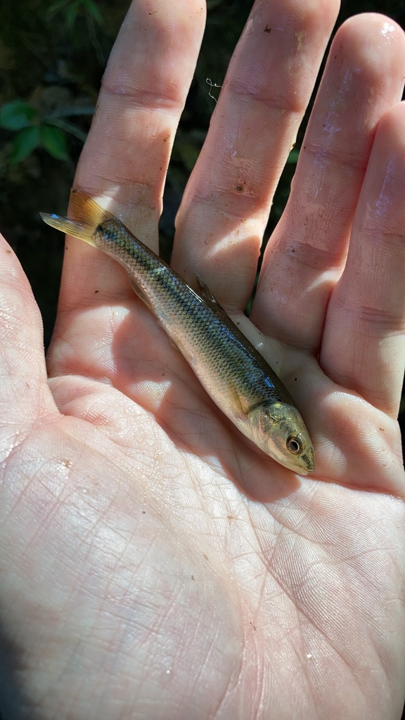 Creek Chub from Stephen F. Austin State University, Nacogdoches, TX, US ...