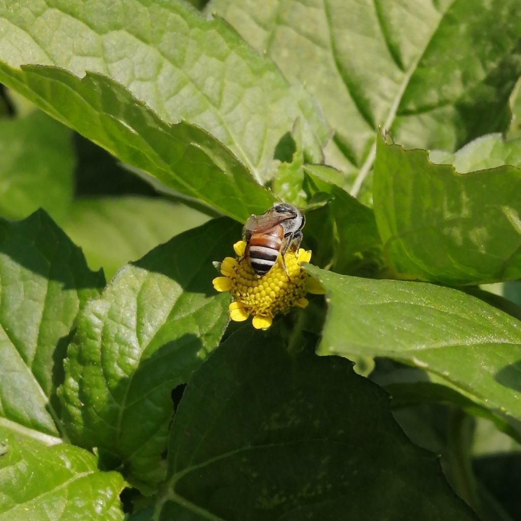 Red Dwarf Honey Bee from HortPark on October 31, 2020 at 01:14 PM by ...