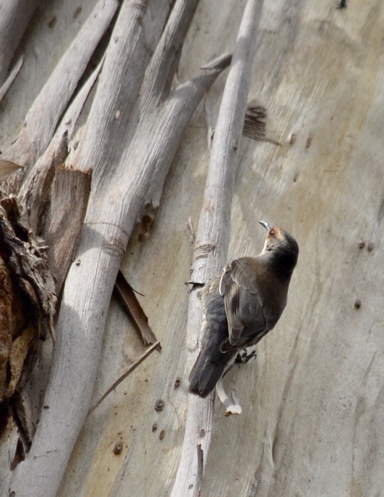 Red-browed Treecreeper from Coolah NSW 2843, Australia on October 15 ...