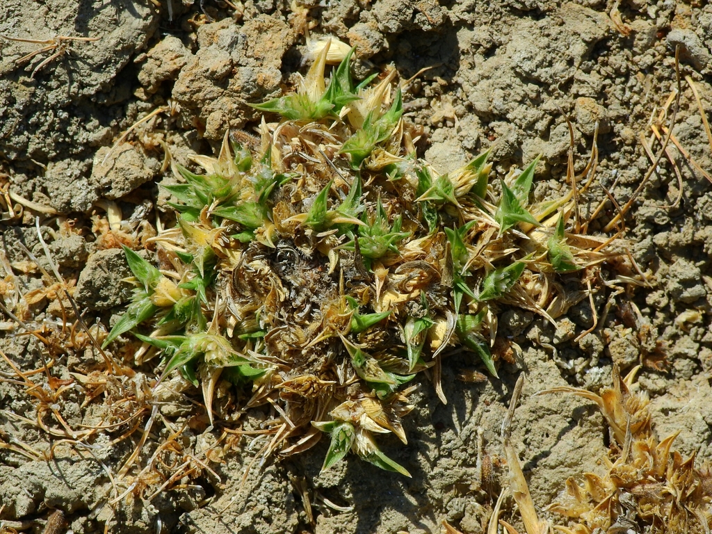 modest prickle grass from Novato, CA 94947, USA on October 31, 2020 at ...