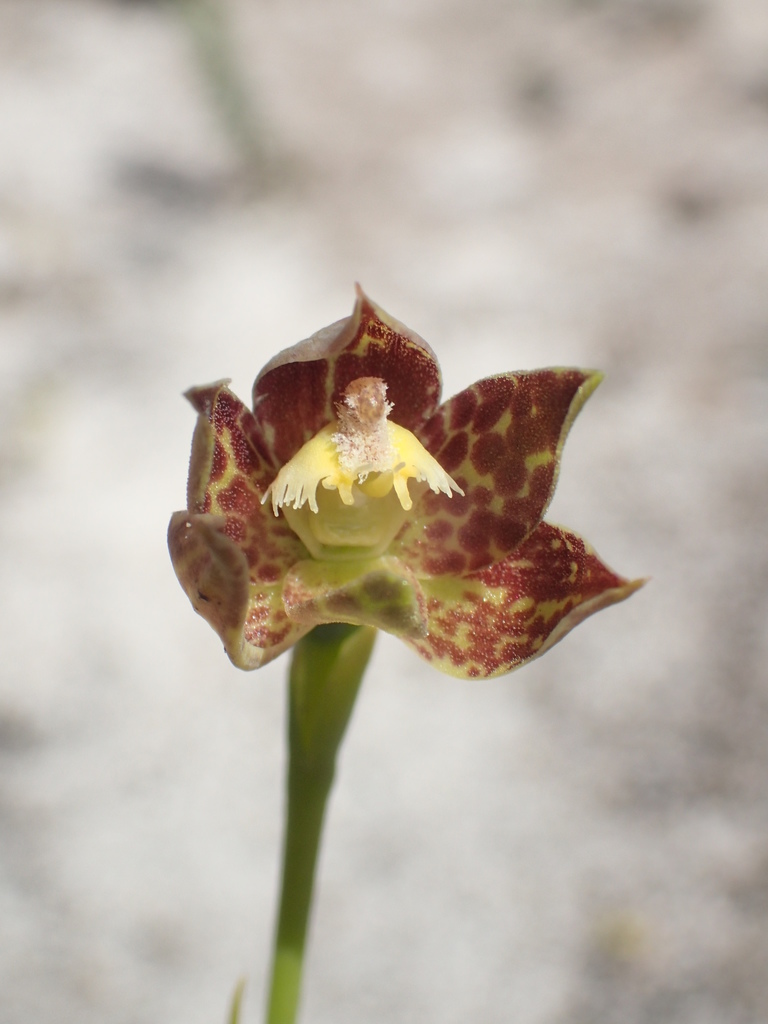 blotched sun-orchid from Stun'Sail Boom SA 5223, Australia on October ...