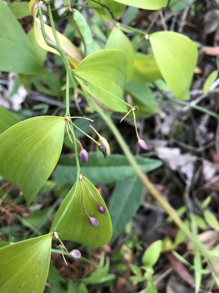 Wombat Berry from Lawsons Lookout Track, Springwood, NSW, Australia on ...