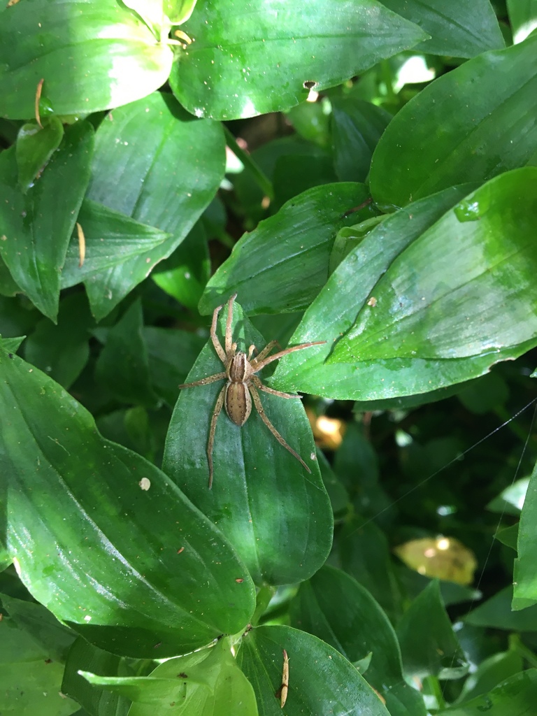 Nurseryweb spider from Manuka Reserve, Bayview, Auckland, NZ on ...