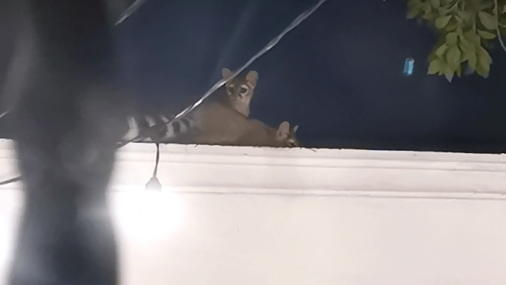 Ringtail from Claustros de San Miguel, Cuautitlán Izcalli, Méx., México ...