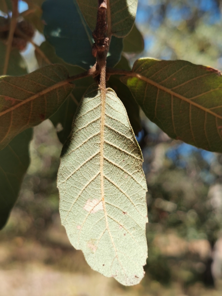 (Quercus convallata) - Botanical Realm