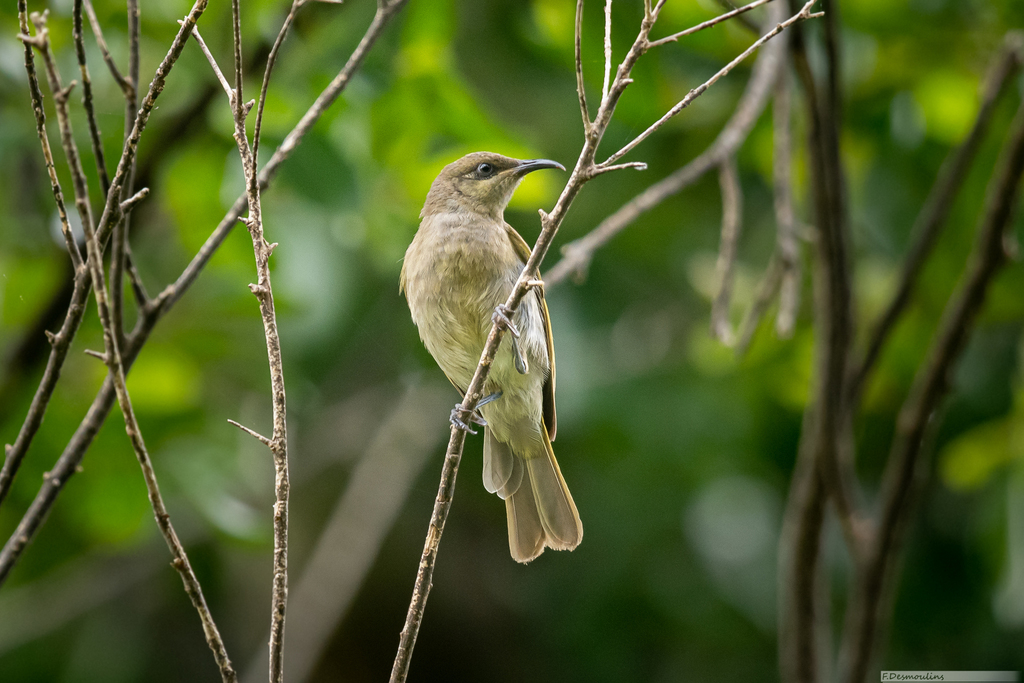 Grey-eared Honeyeater (Lichmera incana) - Avian Discovery