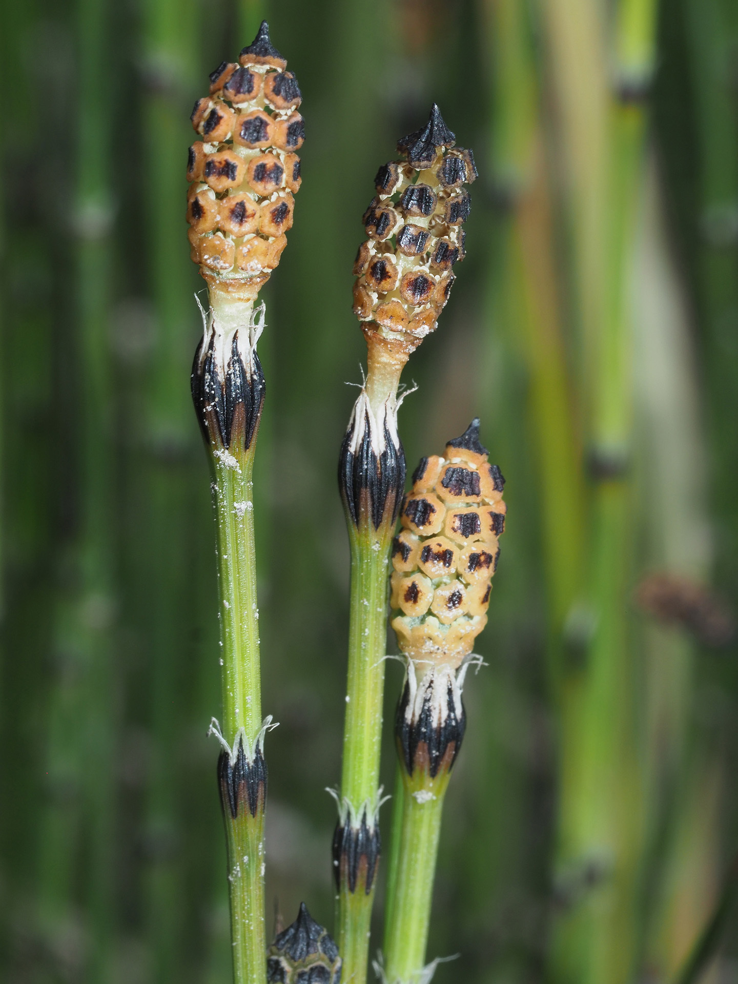 Equisetum Variegatum
