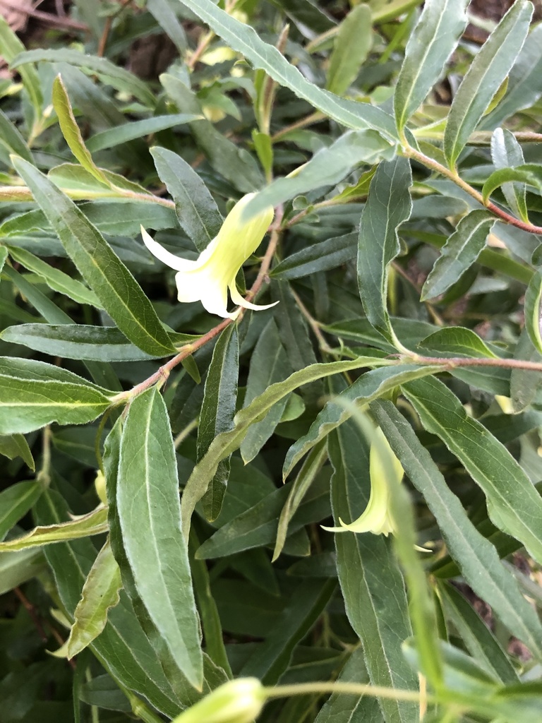 Common Apple-berry from Benloch, VIC, AU on November 1, 2020 at 06:44 ...