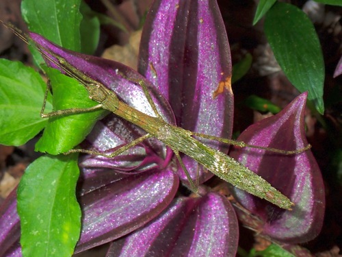 Subspecies Asceles tanarata amplior · iNaturalist