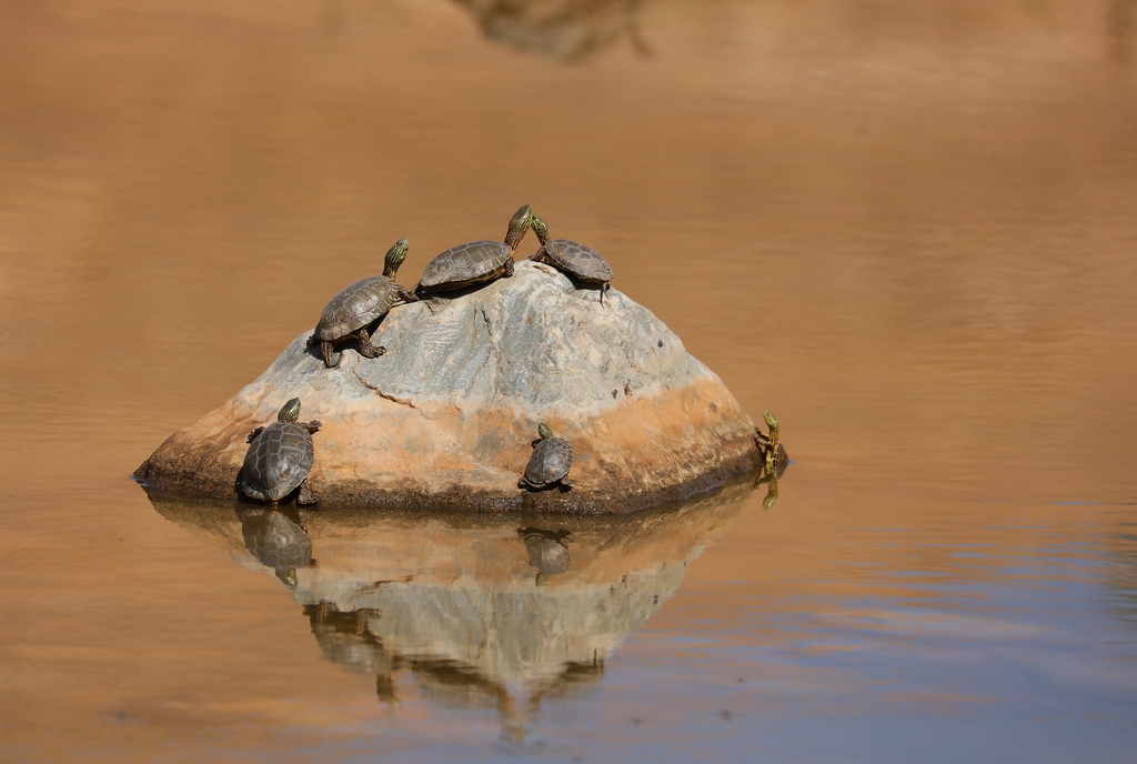 Mediterranean Turtle from Tiznit Province, Morocco on March 21, 2019 by ...