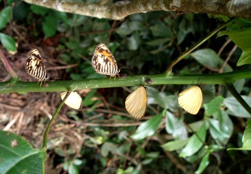 género Liptena · NaturaLista Colombia