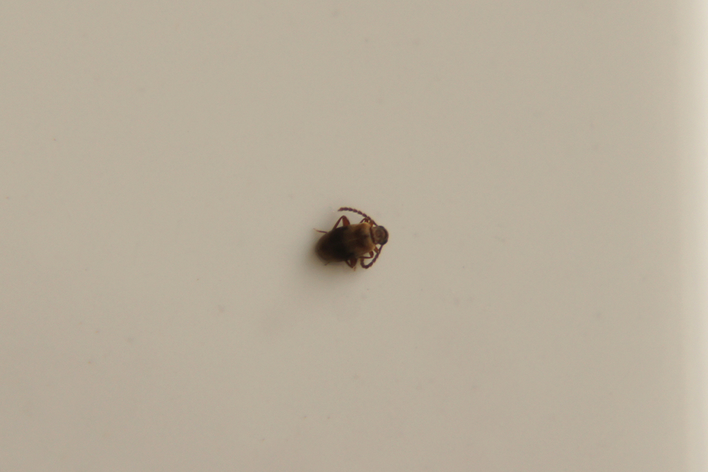 Aderus populneus from Waldstraßenviertel, Leipzig, Deutschland on ...