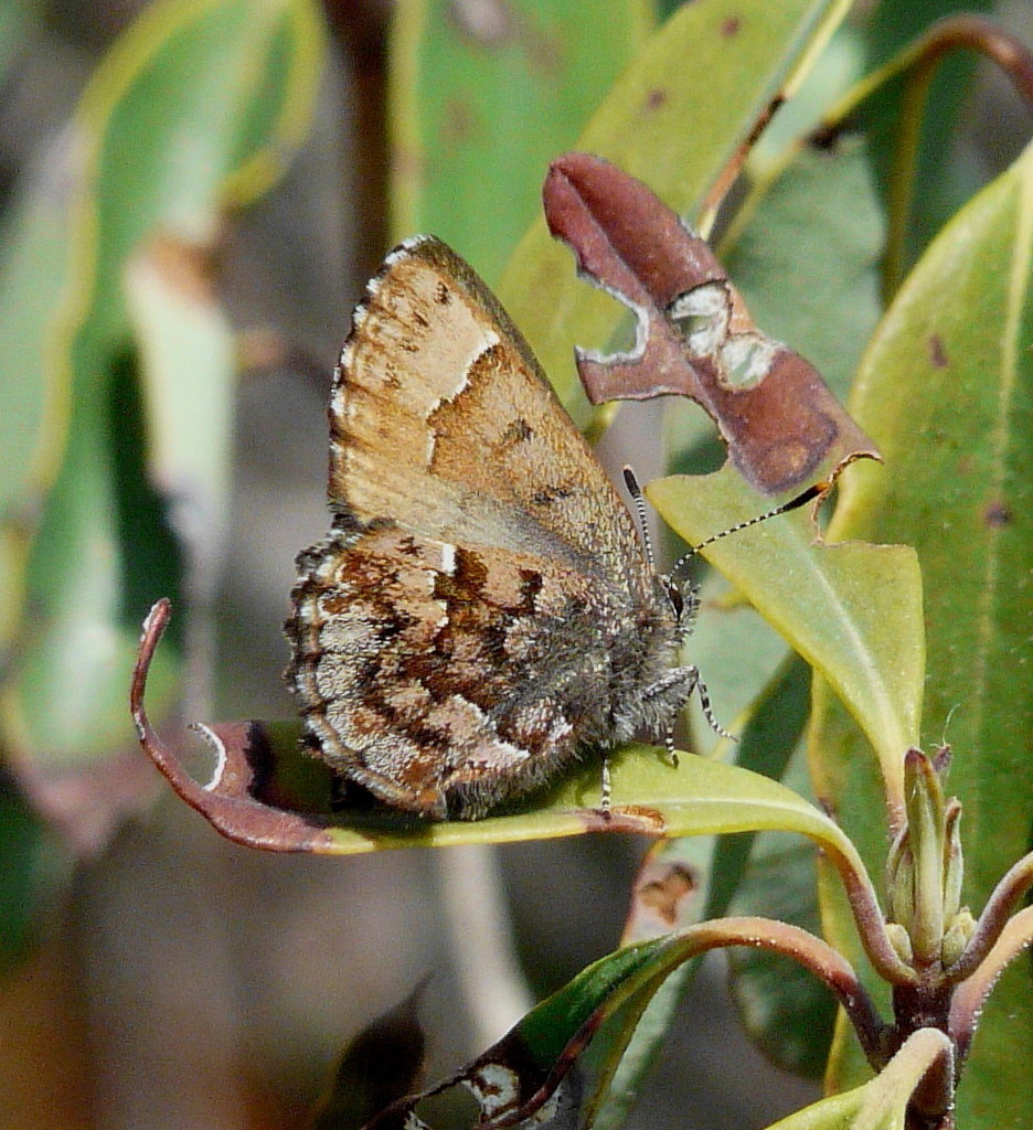Bog Elfin in May 2011 by Bruce Ripley · iNaturalist